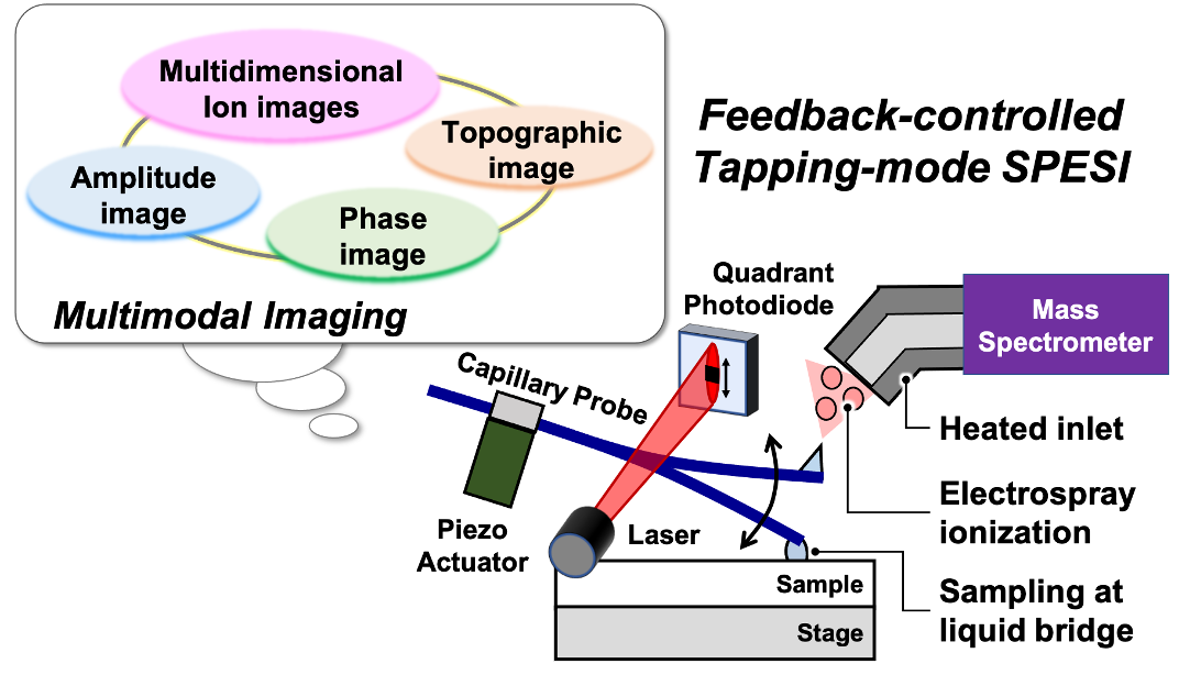 Mass Spectrometry Imaging | Mass Spectrometry Group
